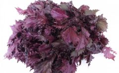 青しそ（大葉）・赤しその育て方のポイントと栄養素 | スローライフな暮らし